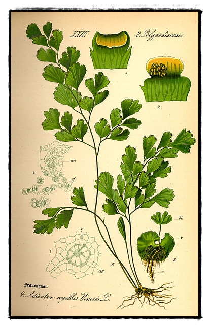 Mundo das Plantas : Avenca uma planta delicada, cuidados e cultivo!