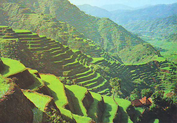 The World Thru Postcards: M1019: Banawe Rice Terraces Postcard