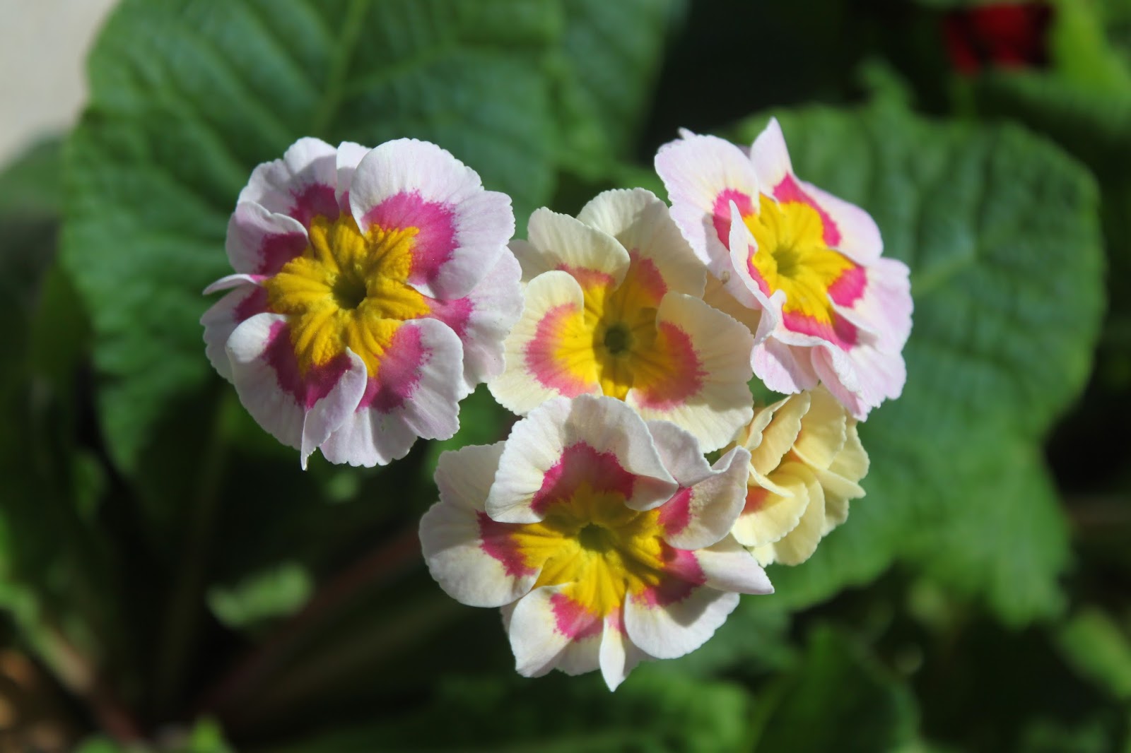 Confessions Of A Plant Geek: Primroses