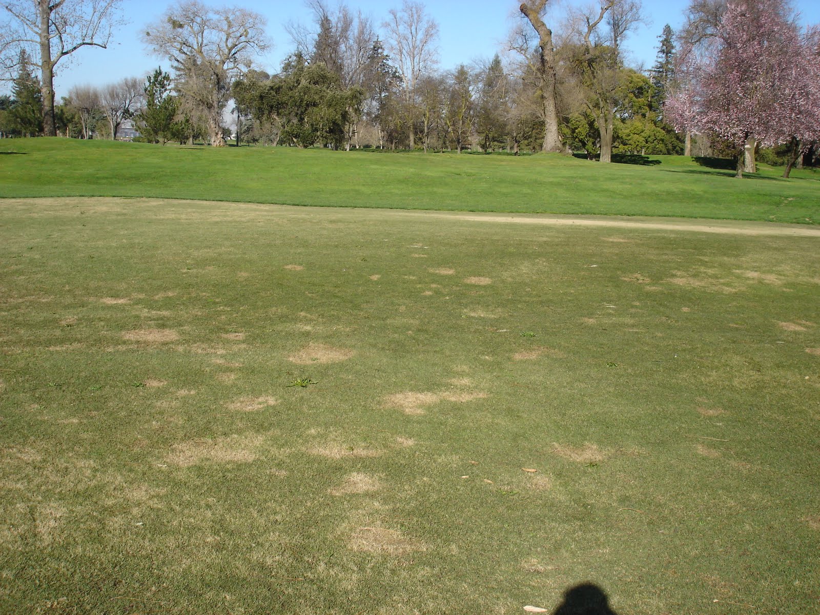 Stockton Golf & CC Turf Page: Disease Profile: Spring Dead Spot