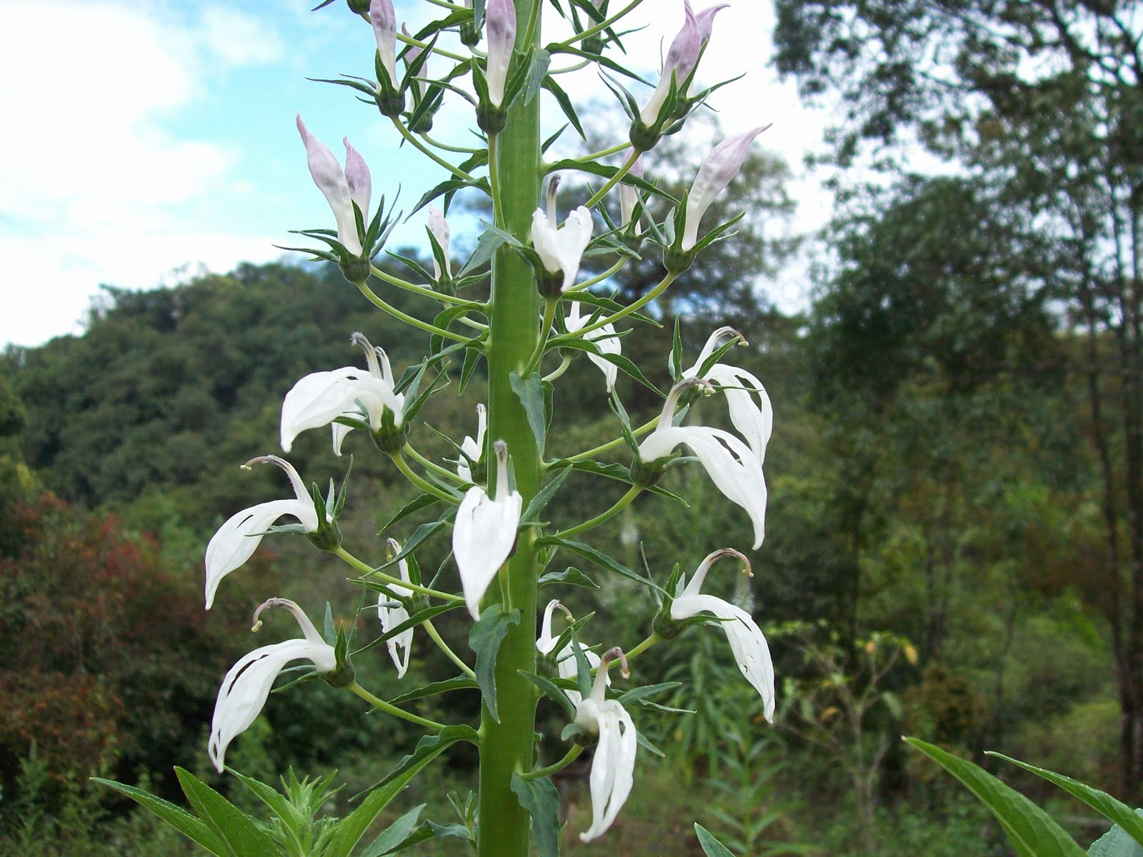 gardentropics: Wild Flowers of the Western Ghats