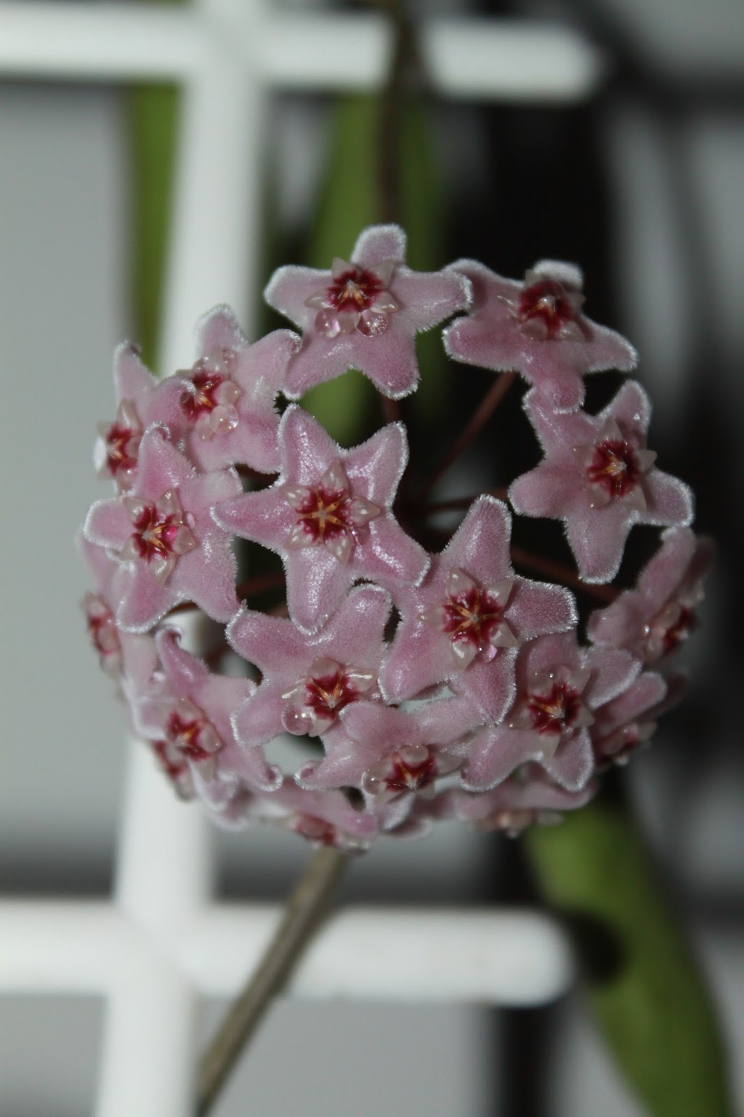 Hoyapassion: Hoya Minibelle splash leaves