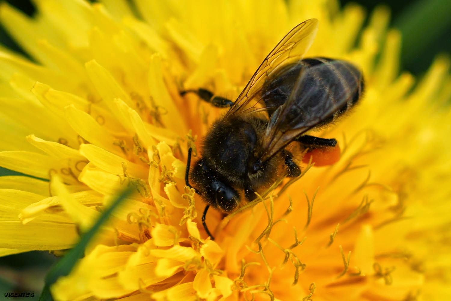 Fauna silvestre de Hormaza: Apis mellifera iberica