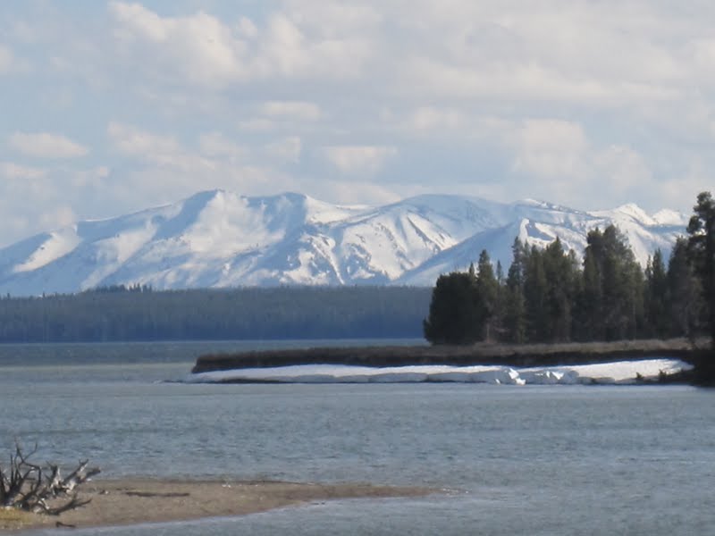 The Scallywagon: YOU SKIN GRIZ', PILGRIM? Yellowstone National Park