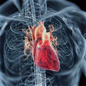 Exame Clínico Cardiovascular | ENFERMAGEM VIRTUAL