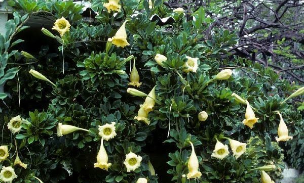 Ide 26+ Biji Flame Of Irian