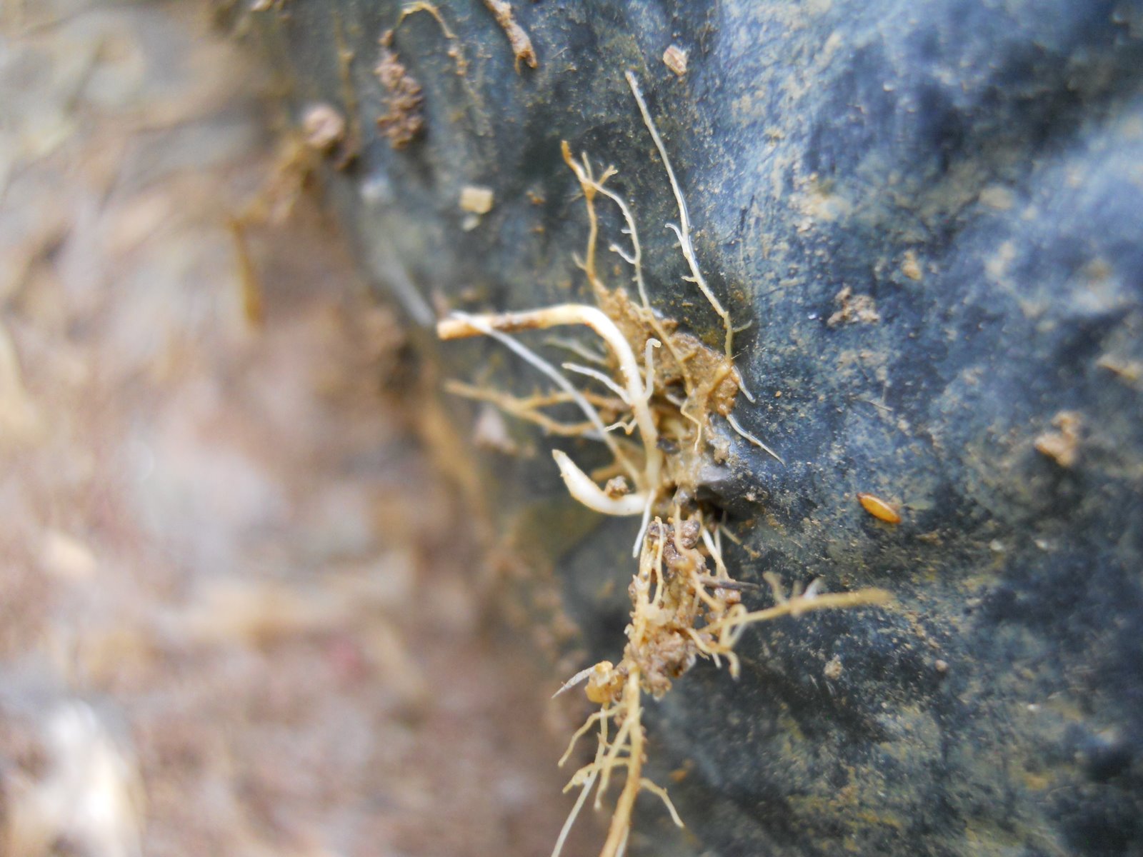 Journey of My Gardening: Planting Philippine Grass