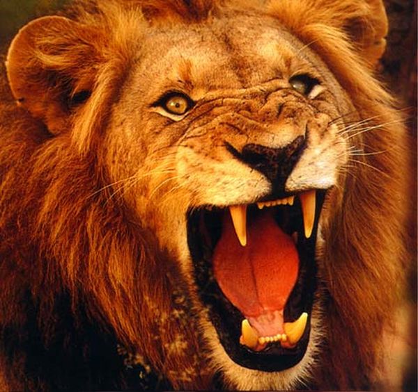 Aslan Resimleri - Resimleri (İmages, Photos) Blog..