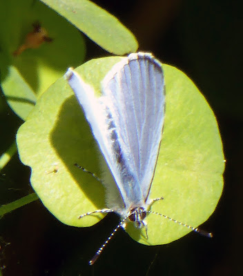 Wild and Wonderful: Common Blue butterfly, Shield bug and 14-spot Ladybird