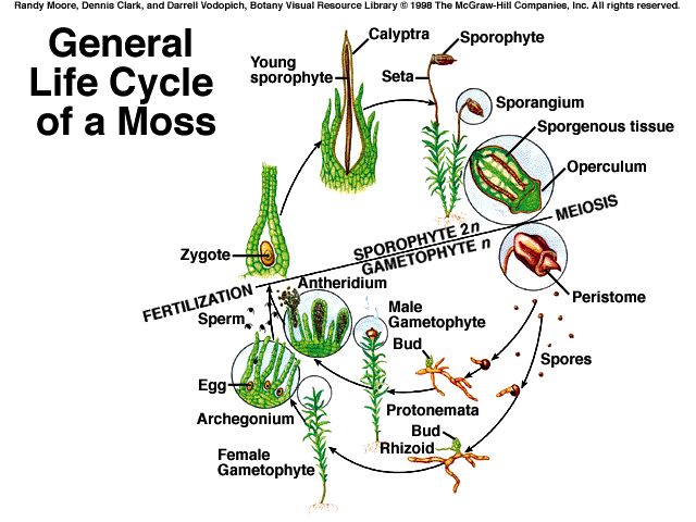Bryophytes: Amphibians of the Plant Kingdom