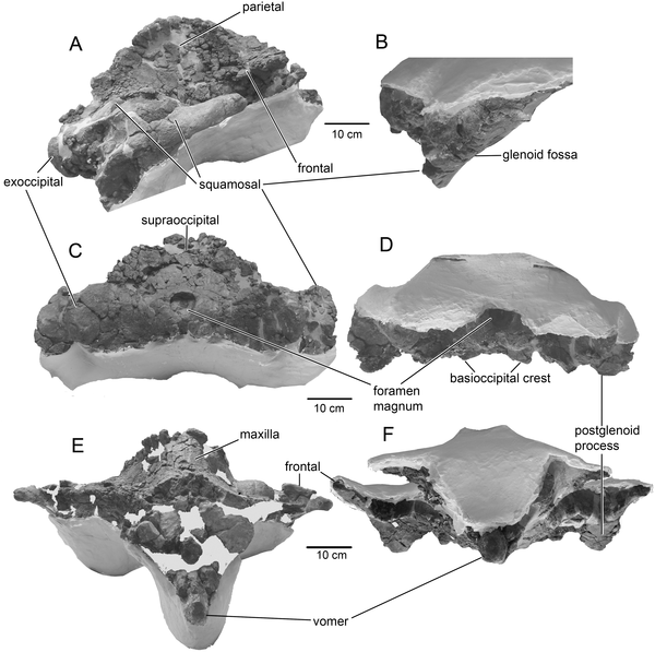 The Coastal Paleontologist: 2015 in review: Advances in marine mammal ...