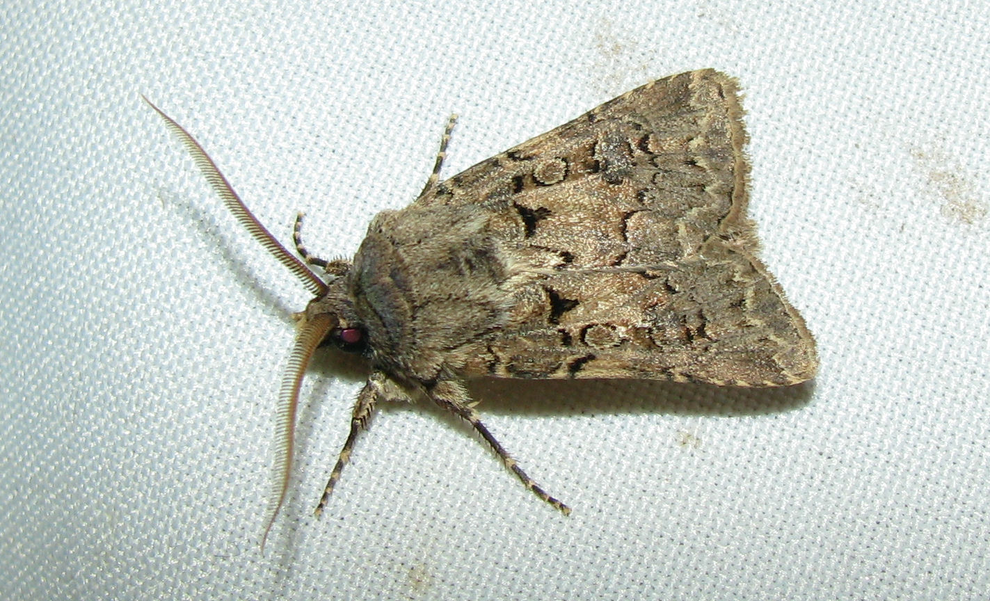 LEPIDOPTERA by Ed 1: Agrotis lata