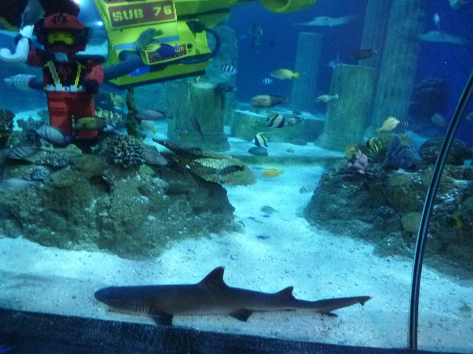 My very own Pensieve.: Sea Life Aquarium and Lego Land Park in Carlsbad, CA