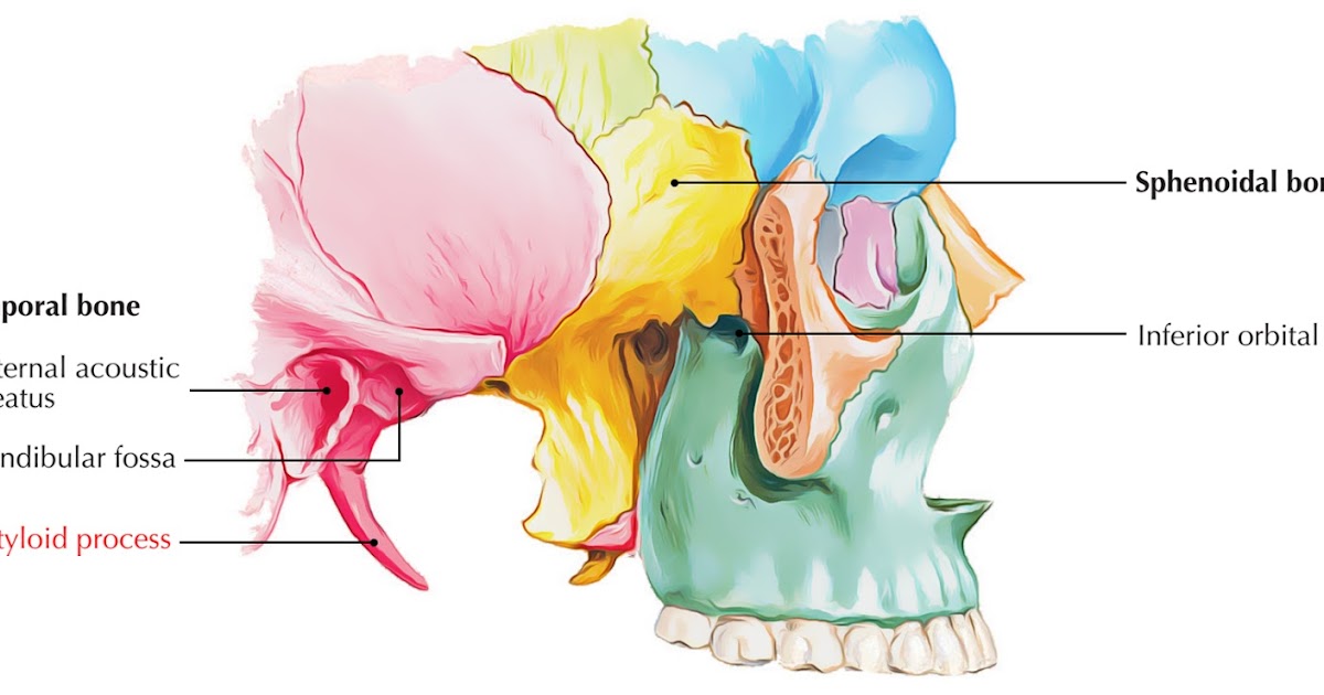 MT Endangerment Sites: 9. Styloid Process