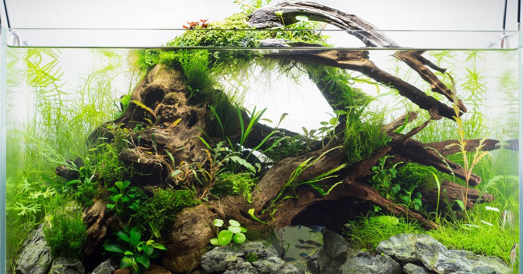 Aquascaping Ideas for Beginners