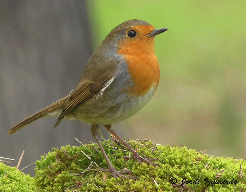 ...NATURA FOTOGRÀFICA: HISTÒRIA D'UN HIDE