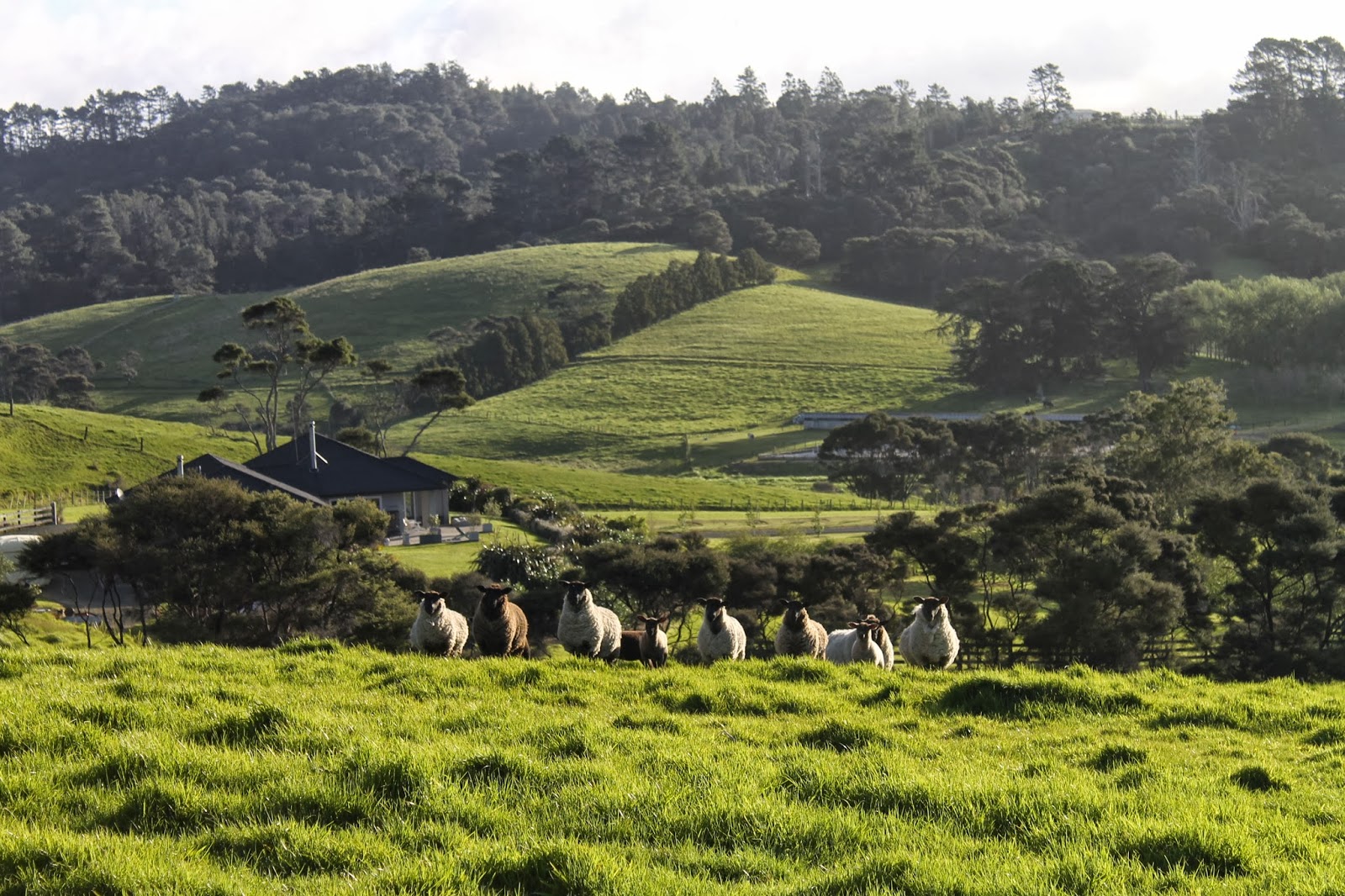 Titoumidway: Kaikohe - Bay of Islands