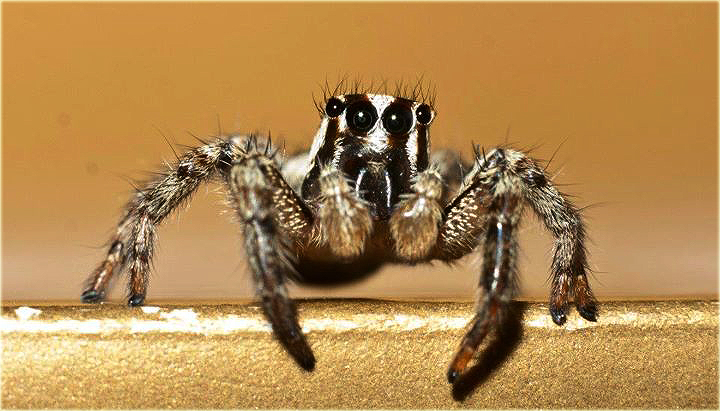 Arachnerds: Spiders of Turkey