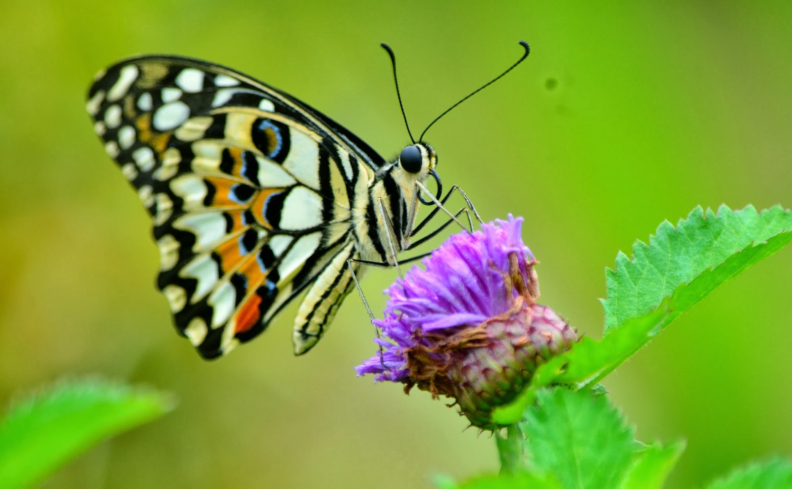 The Kambatik Park, Bintulu.: Photoshoot session with the lime butterfly