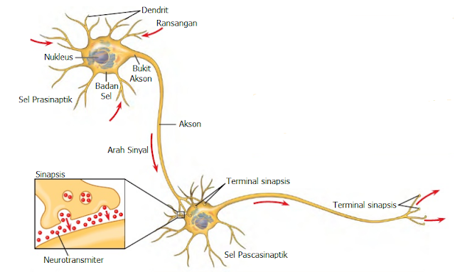 Sistem saraf manusia: Sel Saraf Manusia