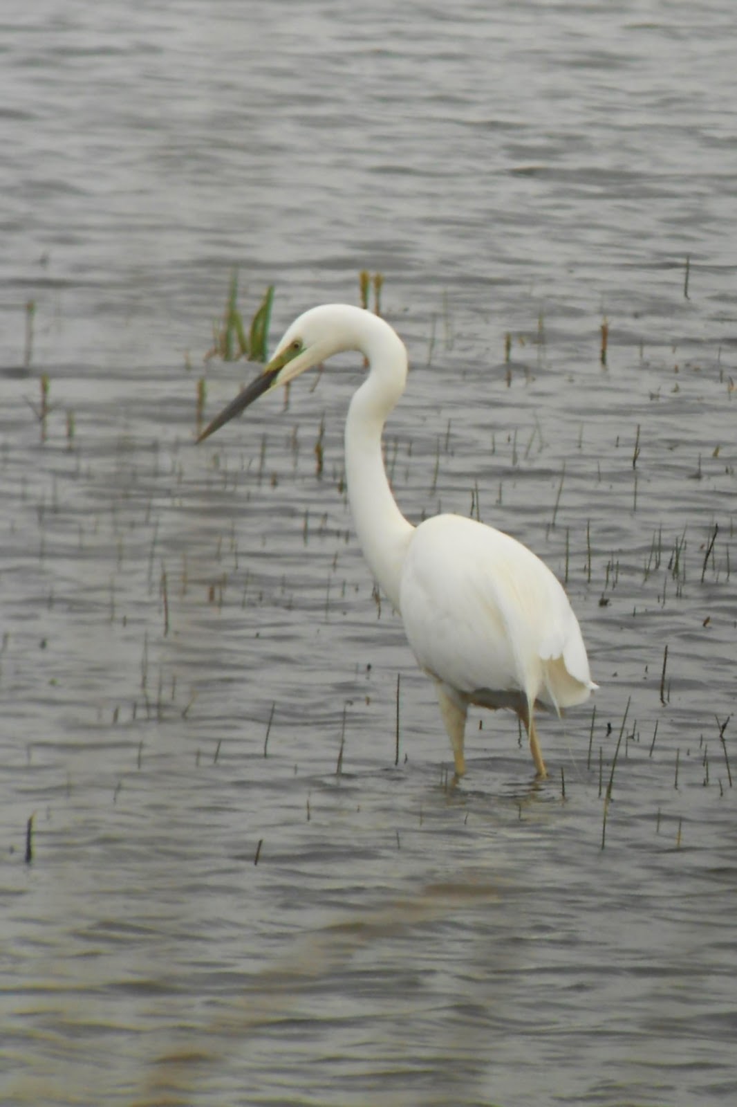 MIDLANDS BIRDER: Birding the Avalon Marshes and Chew