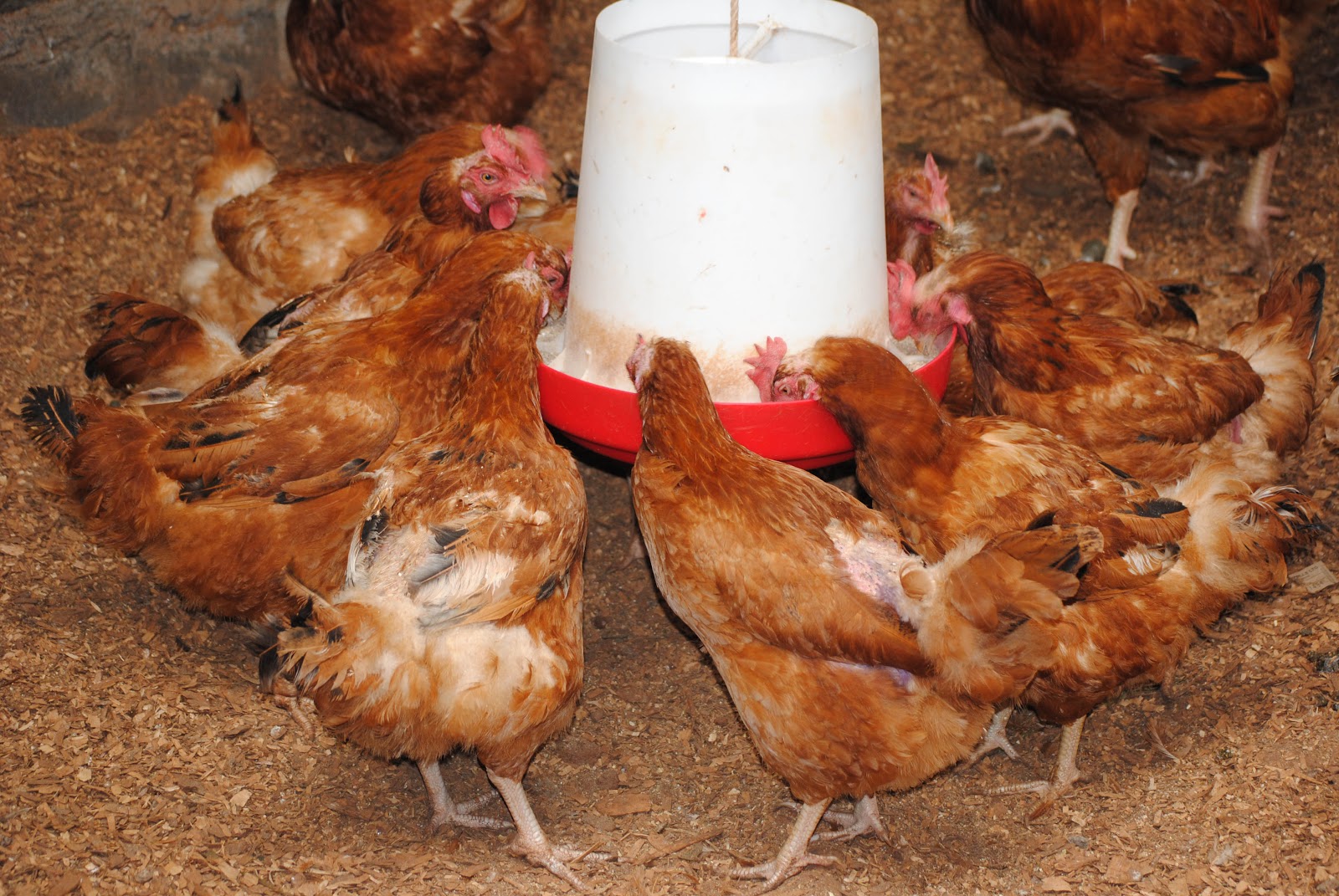 Eastern Grade Farm: Ufugaji Kuku wa Kienyeji