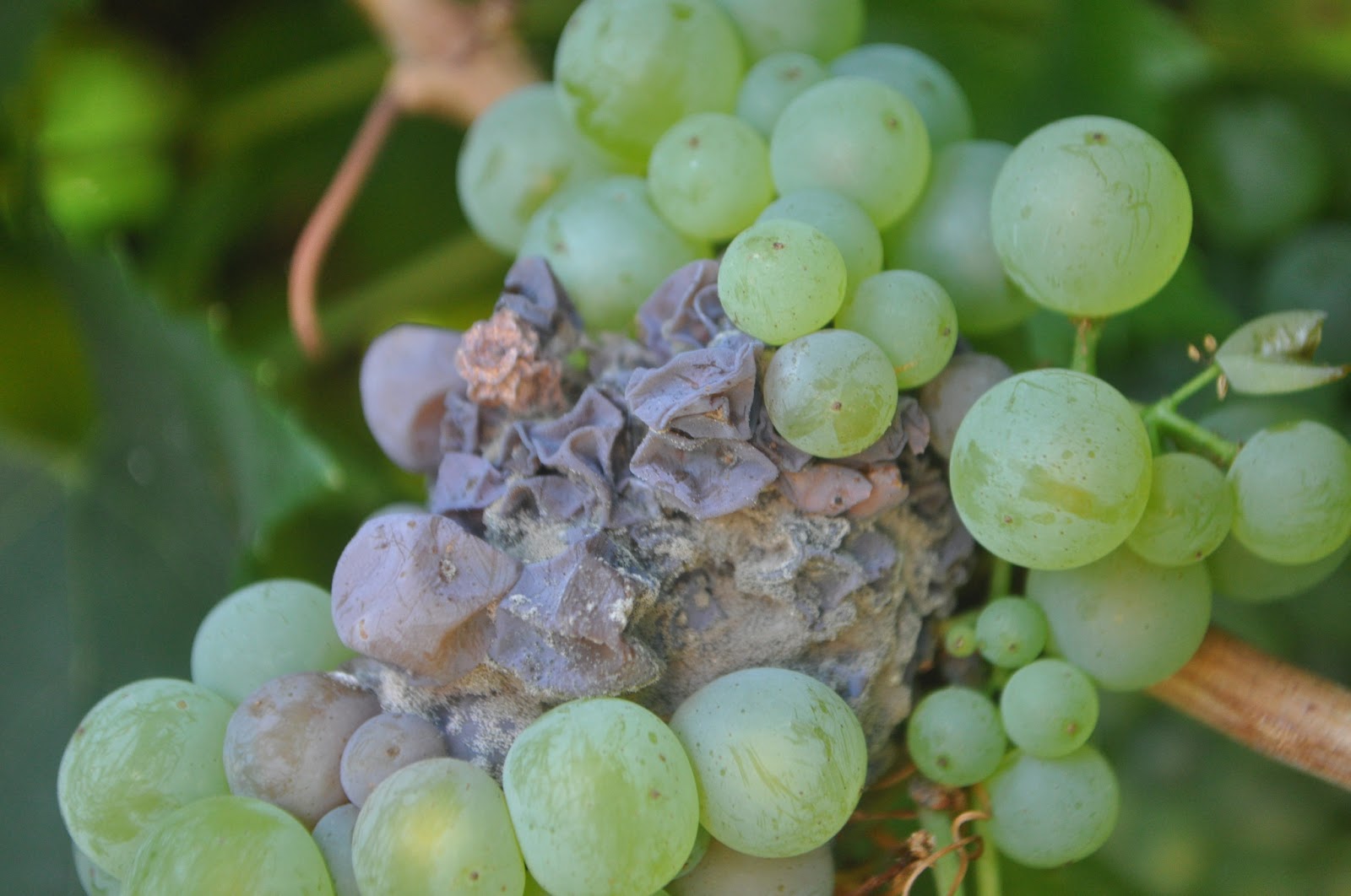 Little Spheres — What’s Going on With Wine Grapes? | by Claudia A ...