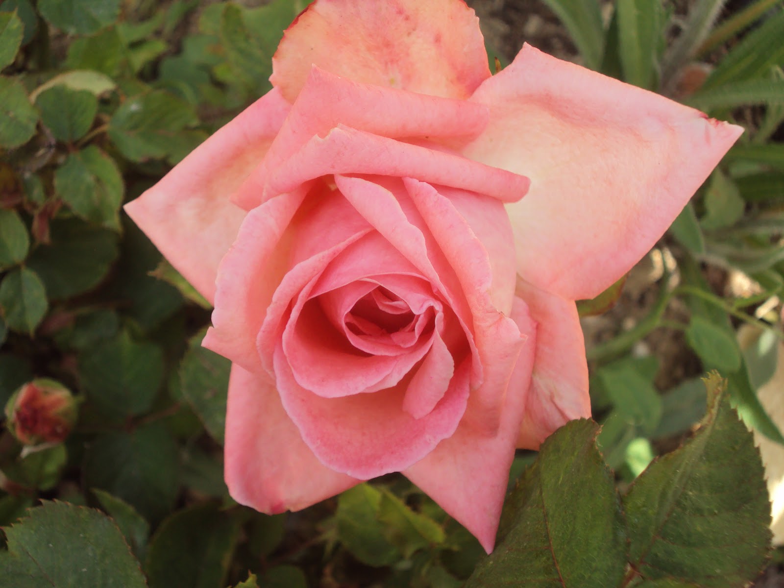 mayo 2012 | En torno al huerto.