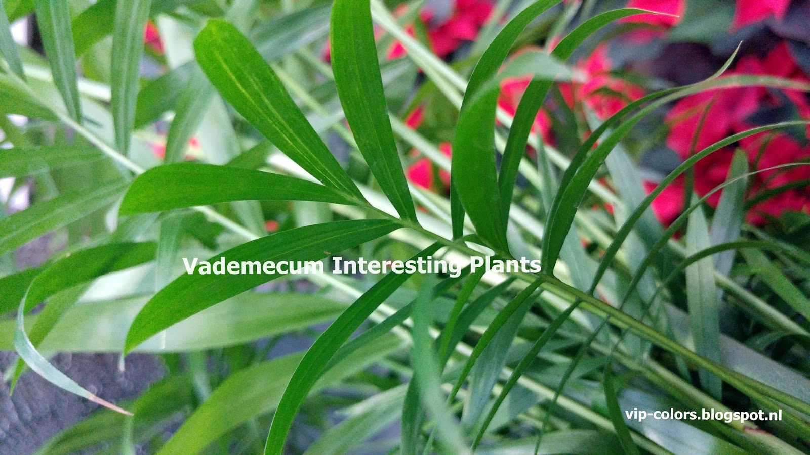 Vademecum Interesting Plants: Chamaedorea elegans - Chamedora wytworna ...