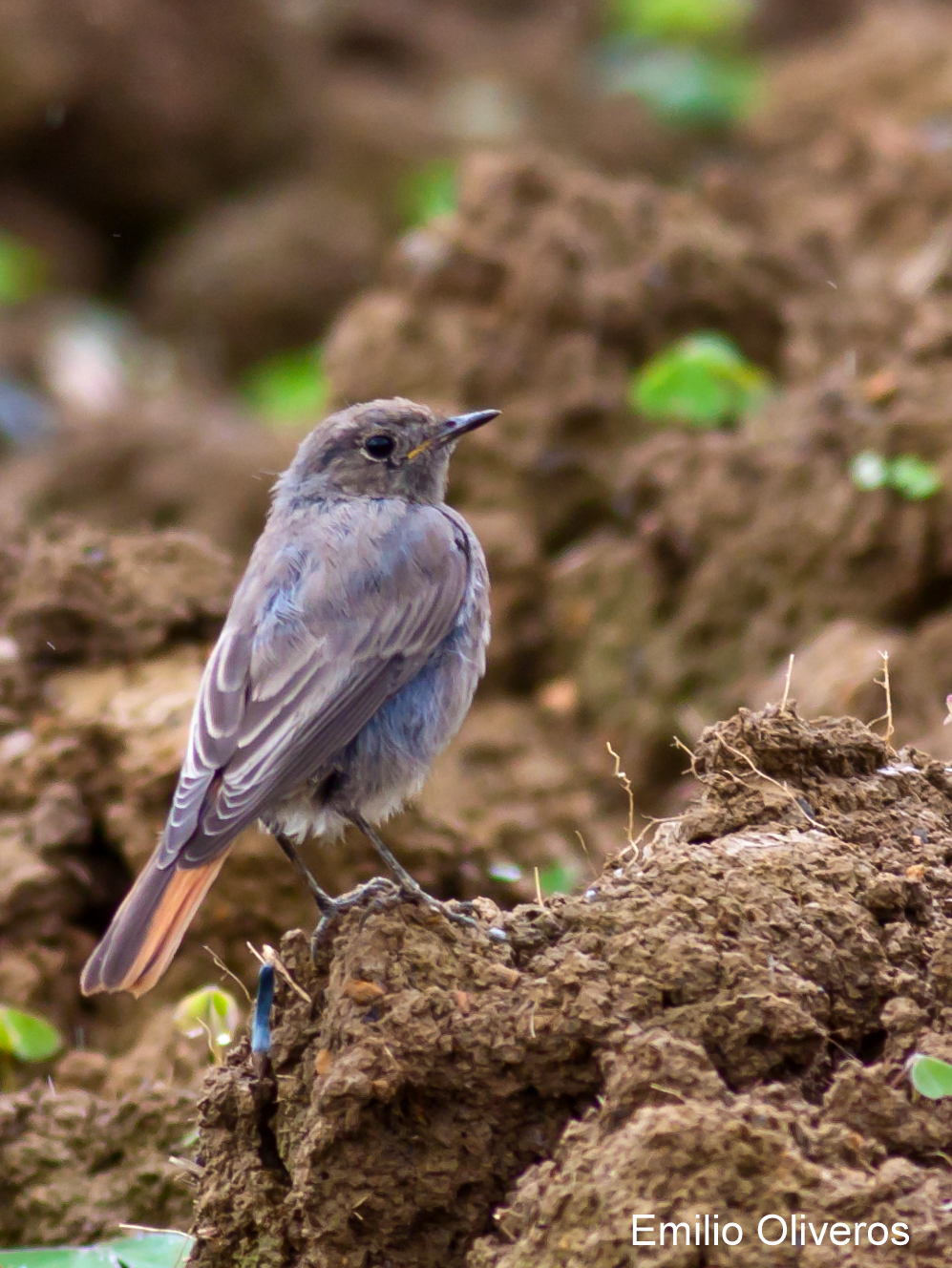 HEGAZTIKLIK: COLIRROJO TIZÓN (Phoenicurus ochruros)