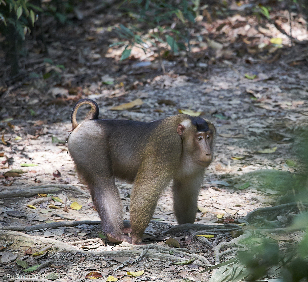Primate Paradise of Gunung Leuser, Sumatra