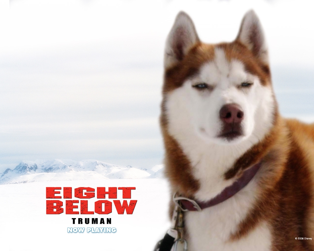 Eight Below Film