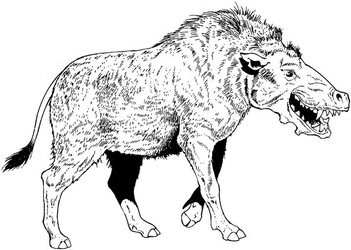 Nature: Observations and Meanings: ENTELODONT (“TERROR PIG”): How to ...