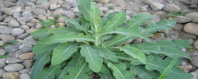 MANFAAT DAUN TEMPUYUNG LUAR BIASA BAGI KESEHATAN ~ Rumah Segala