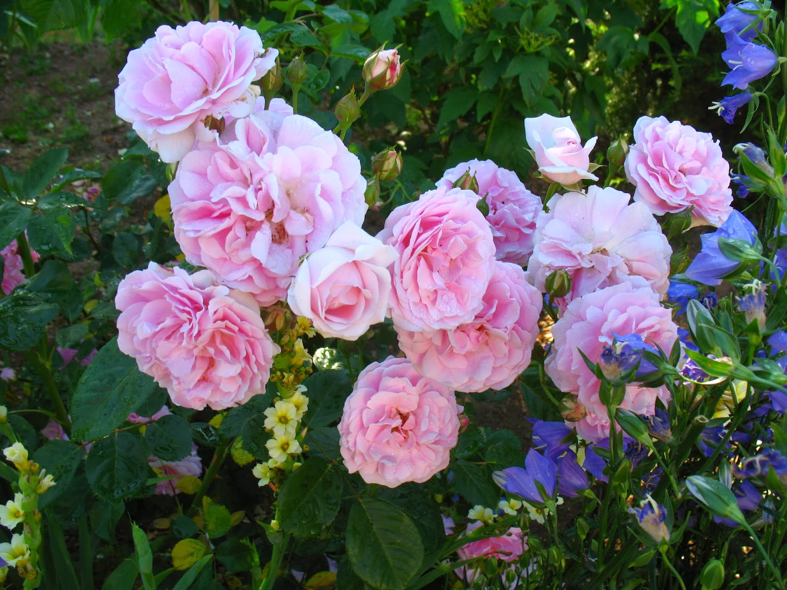 Roses du jardin Chêneland: Sisyrinchium, rosier "Lavender Lassie"