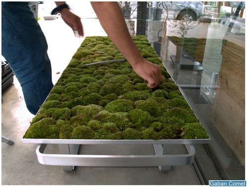 Kerusi Ini Dihiasi Dengan Lumut. - Gaban Comel