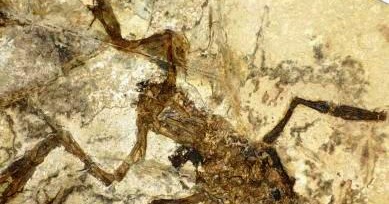 Pengertian Fosil: Apa itu Fosil? - cekrisna