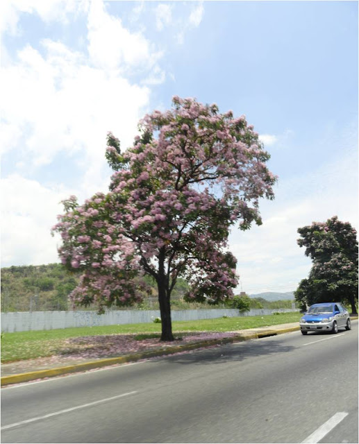 La Doctora De Las Plantas: Apamate (Tabebuia rosea) un árbol ...