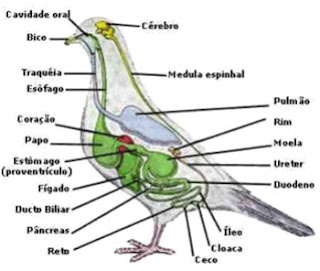 Trabalhos do Alan Luis Krindges e Atilio Junior Fassbinder: Aves