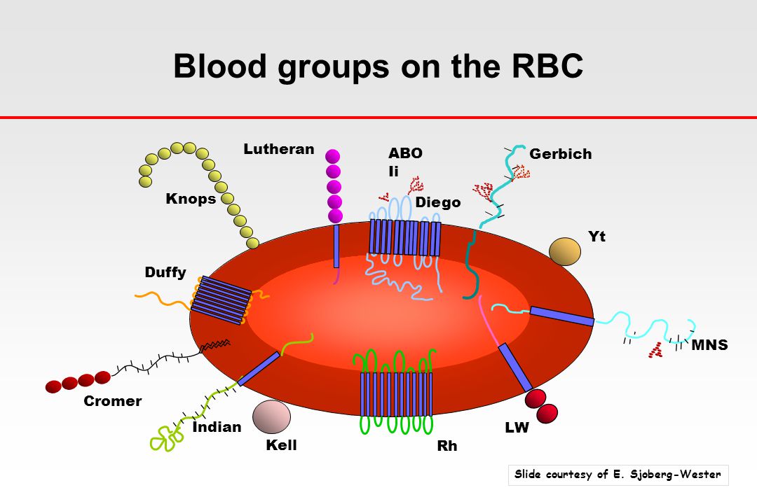 Lecture Notes In Medical Technology Lecture 4 THE ABO BLOOD GROUP SYSTEM