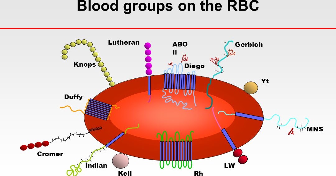 Lecture Notes in Medical Technology: Lecture #4: THE ABO BLOOD GROUP SYSTEM