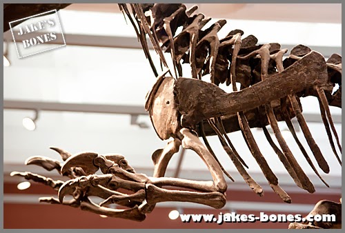 The amazing Ceratosaurus nasicornis : Jake's Bones