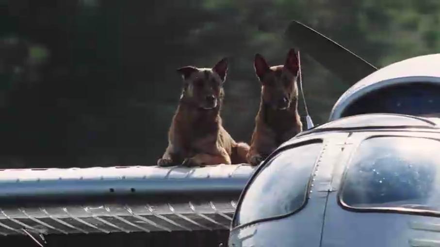 Cinema Freaks: REVIEW: The Breed (2006)