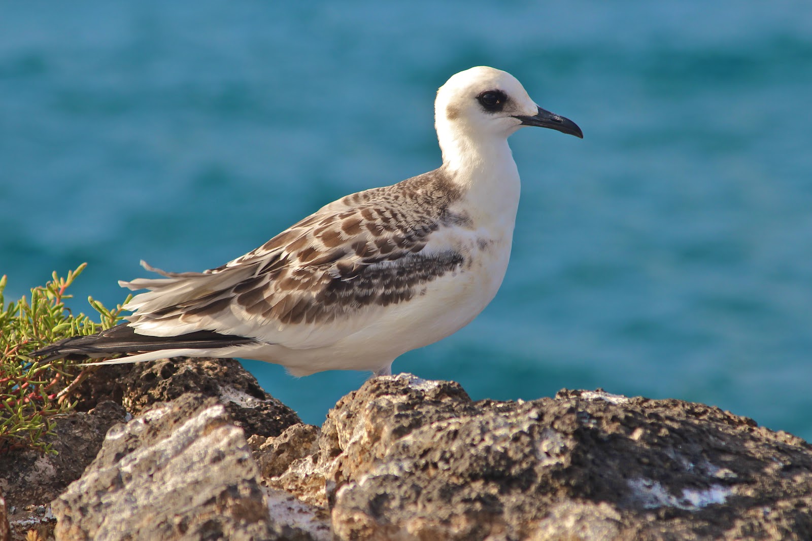 Nature Photography: Galapagos Birds