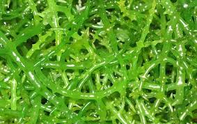 STUDYBEJO: KLASIFIKASI RUMPUT LAUT