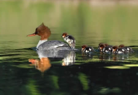 Fotografías que definen que es la flojera extrema – duendevisual