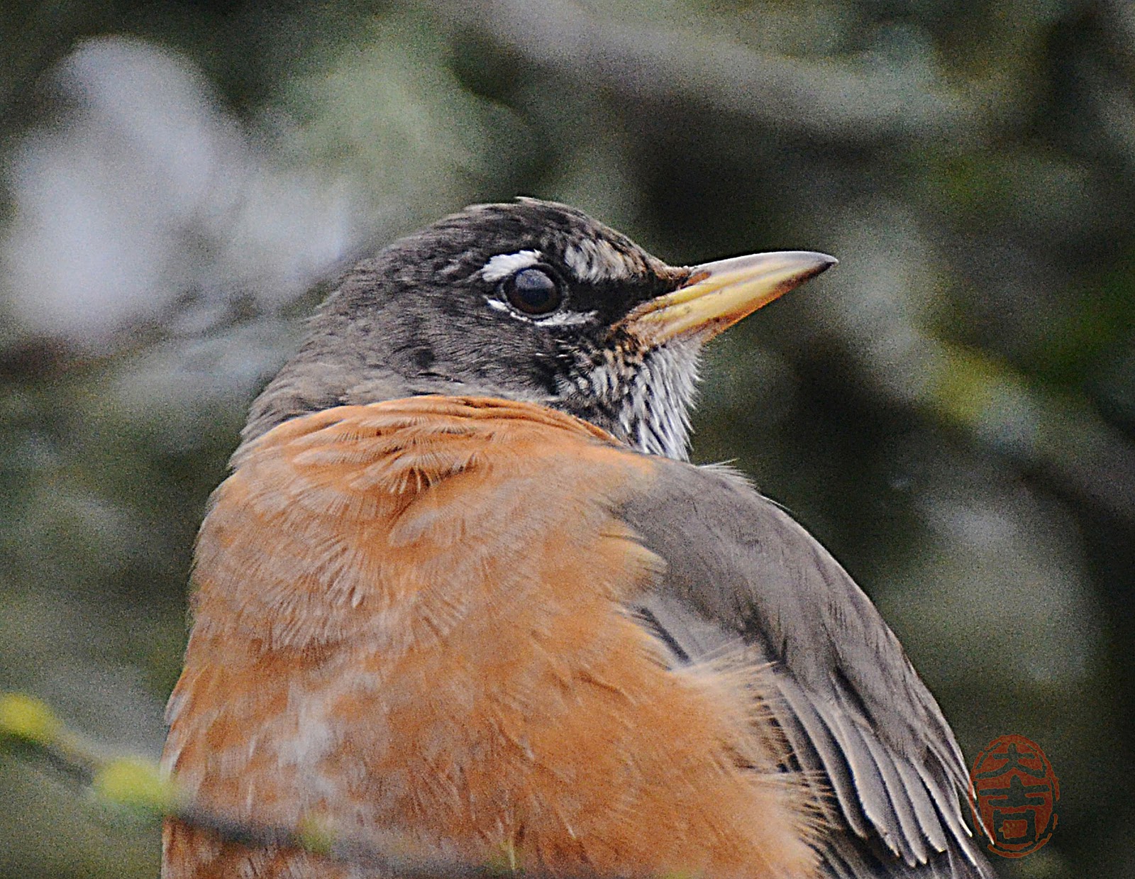 Oregon Backyard Birds, etc.: American Robin