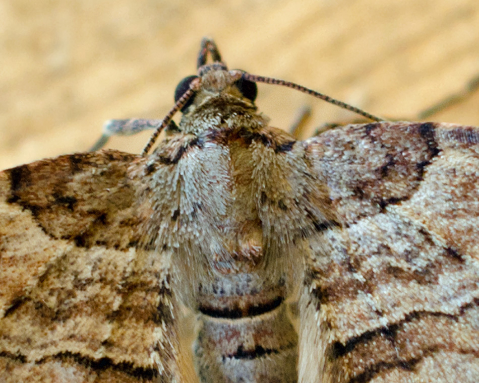 Wanderin' Weeta (With Waterfowl and Weeds): Crazy mixed-up moth
