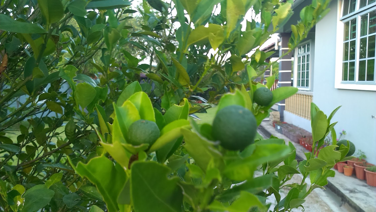 kebuntepipagar: Manfaat Limau Kasturi