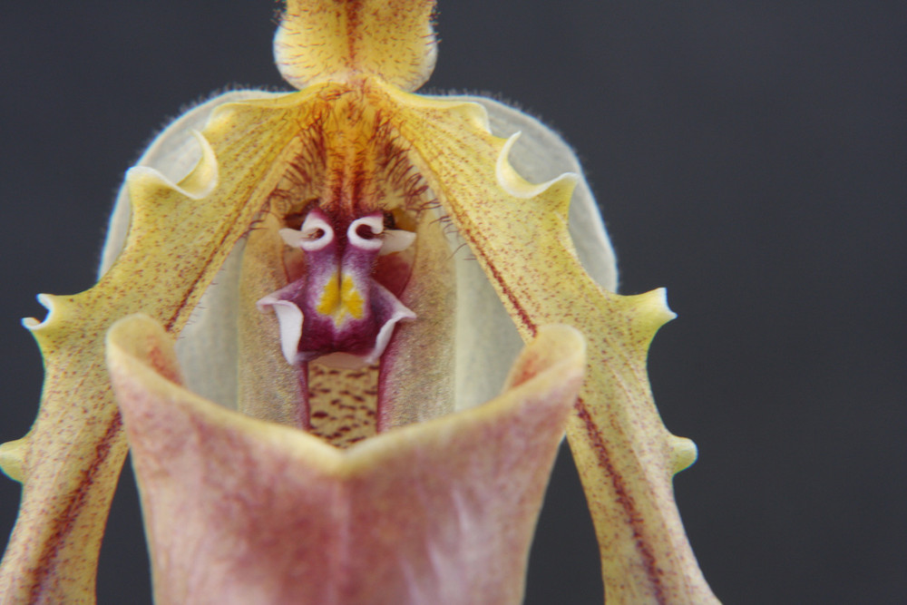The Amazing Monkey Orchid